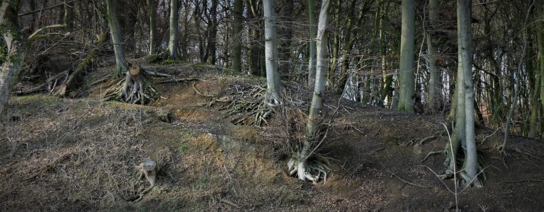 Bomen in de Natuur - MBB Grove Den